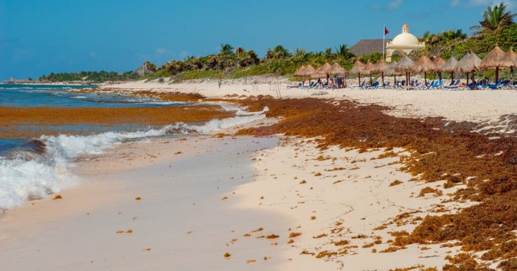 How to AVOID Tulum Seaweed & Sargassum on Your Trip